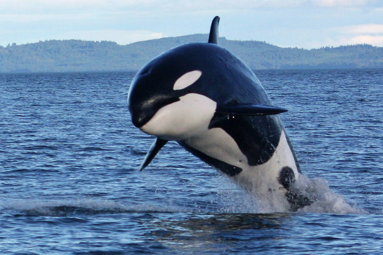Un pesquero 🛥 avista una manada de orcas en aguas palmeras 🐳