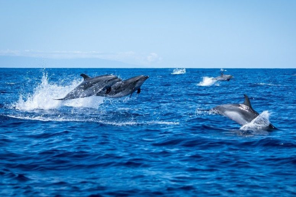 Navegar 🚤por el mar🌊 de La Palma entre delfines y calderones🐬
